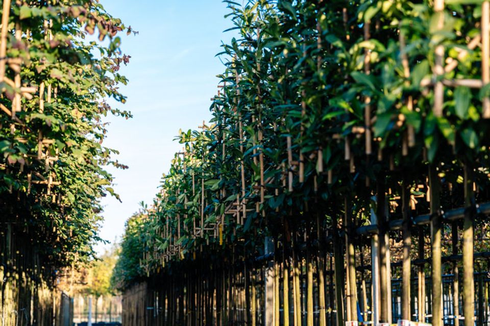 Immergrüne Spalierbäume kaufen?