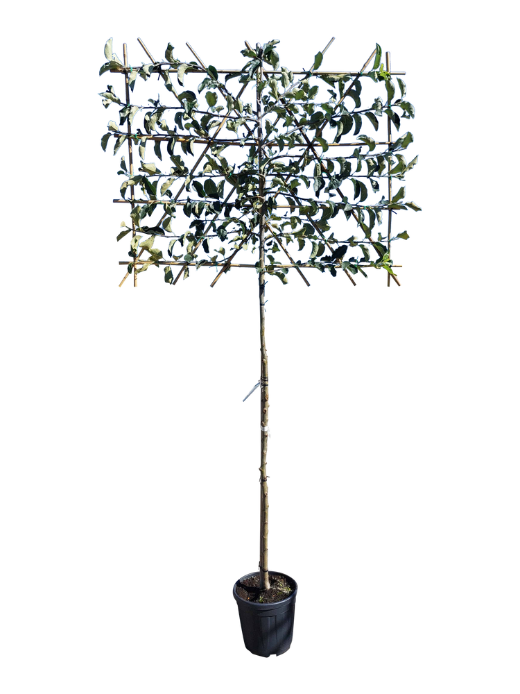 Alle Spalierbäume - Sortiment der Spalierbaumspezialisten