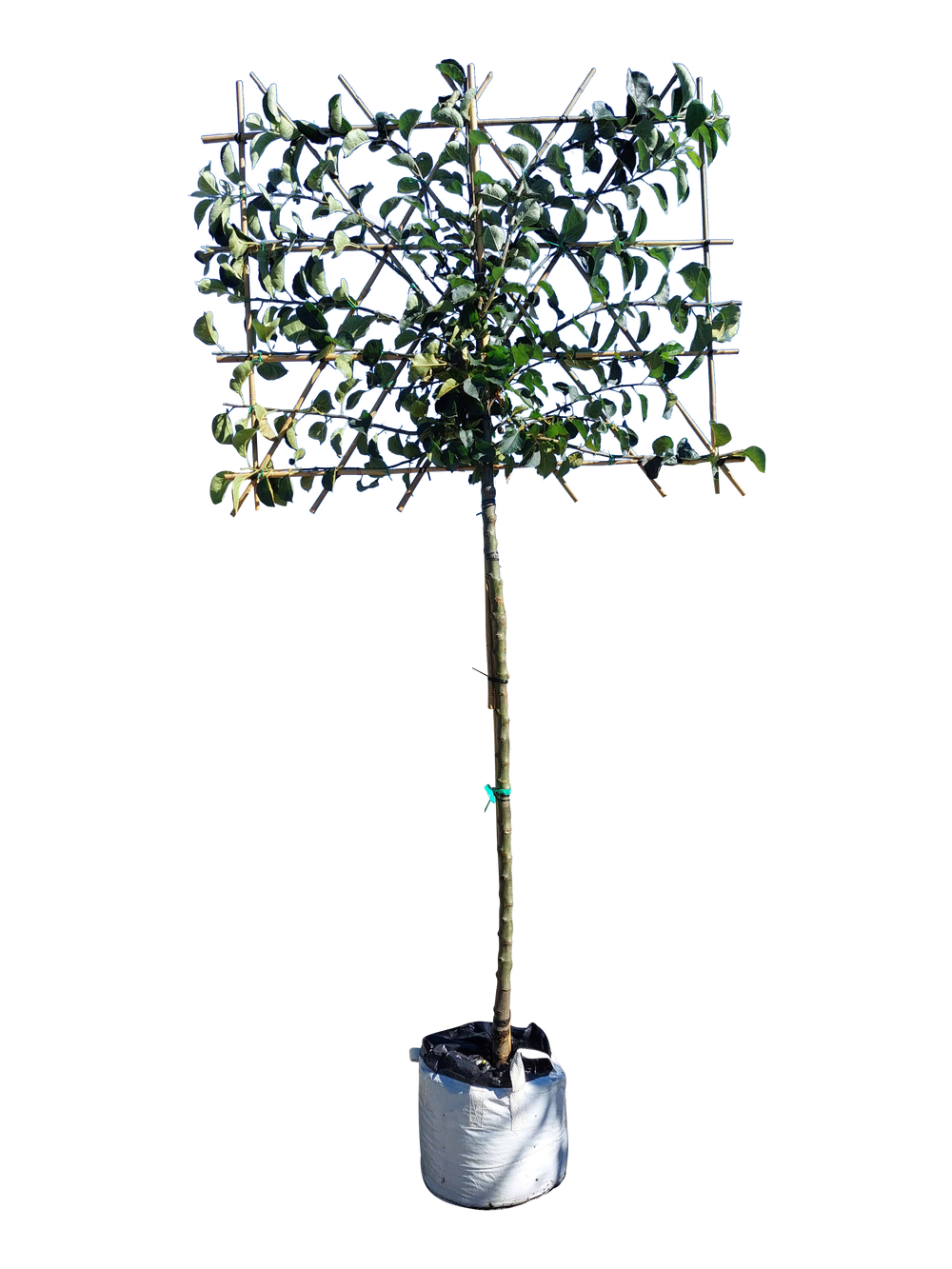 Alle Spalierbäume - Sortiment der Spalierbaumspezialisten