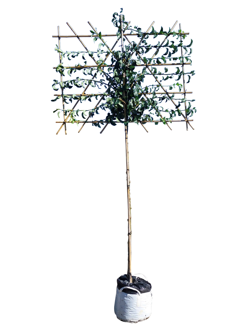 Alle Spalierbäume - Sortiment der Spalierbaumspezialisten